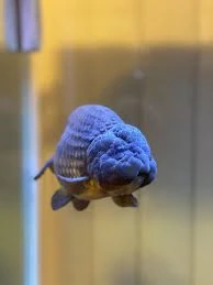 More Goldfish | Fandom