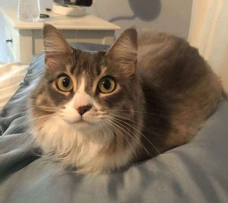 CAT ANOMALY CAT ANOMALY CAT ANOMALY CAT ANOMALY CAT ANOMALY CAT ANOMALY ...