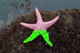 Patrick but i made him realistic | Fandom