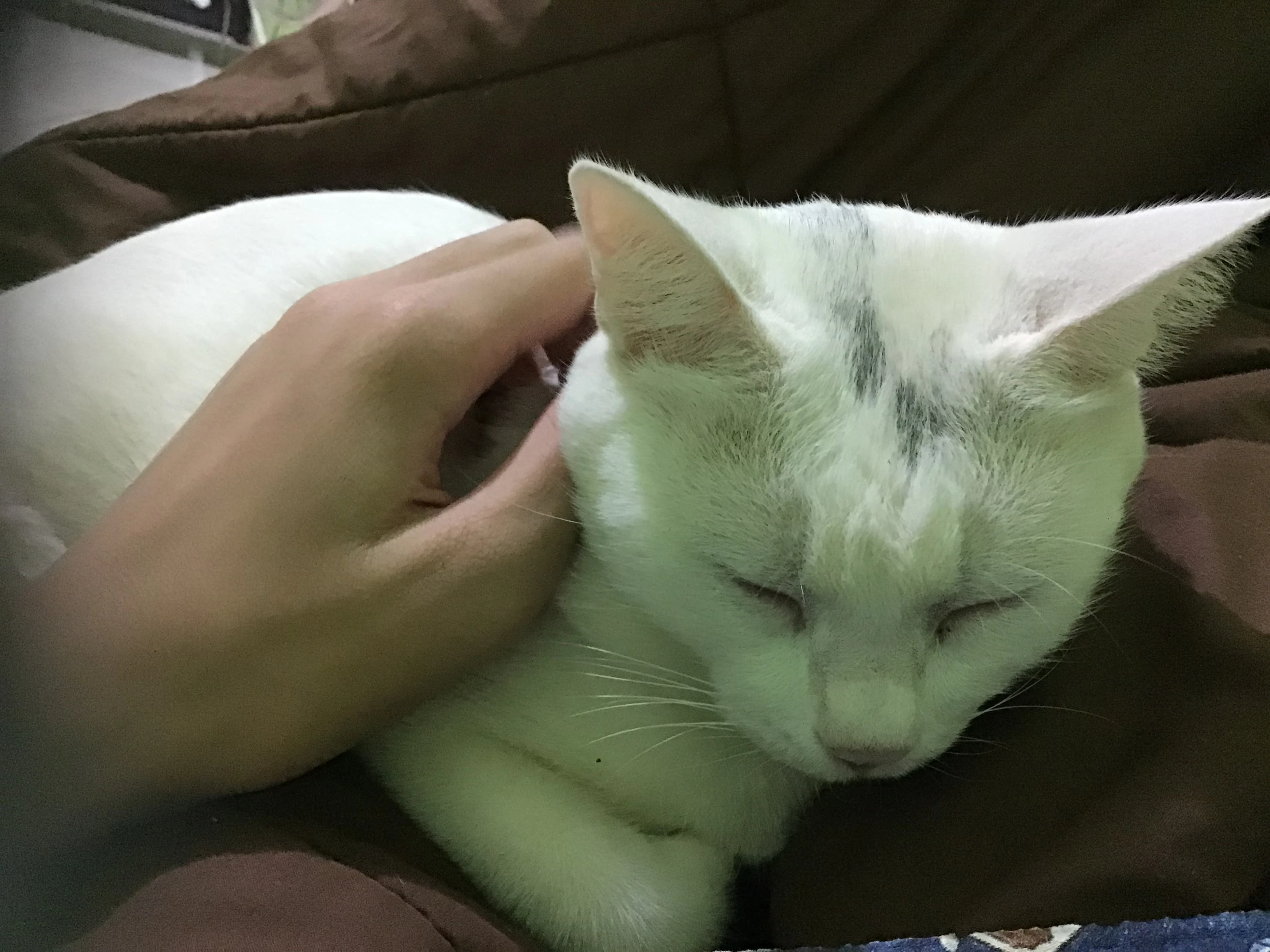 Here’s a picture of my cat because I didn’t draw anything in gimp for ...