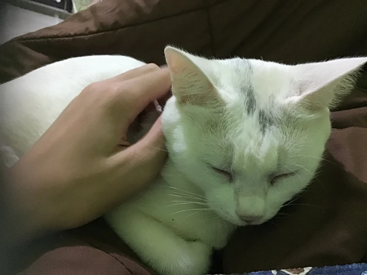 Discuss Everything About Battle Cats Wiki | Fandom