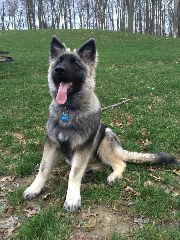 FrOst (art repost) | Fandom