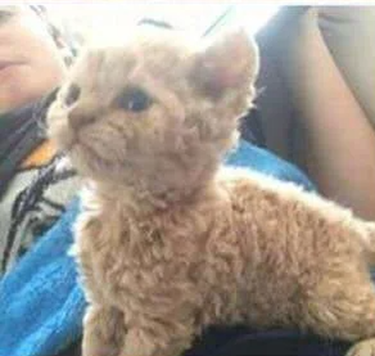 The lights(and moth thing) engage in chaos. | Fandom