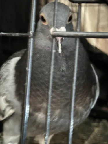 Mecha and cyber theme pot worth? | Fandom