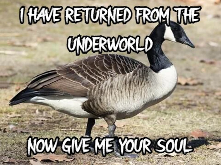 HONK HONK HONK HONK HONK HONK | Fandom