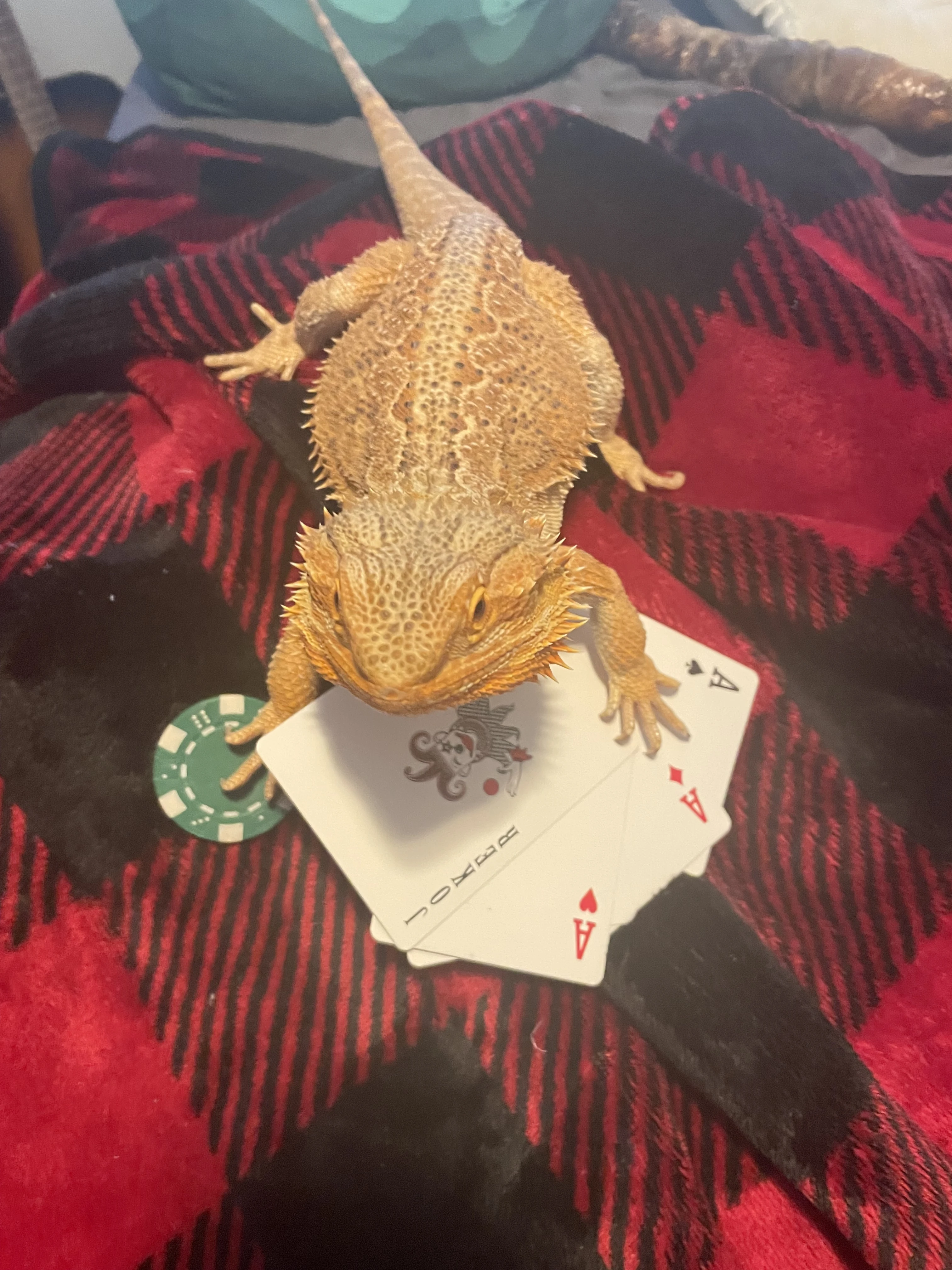 Gamble lizard | Fandom