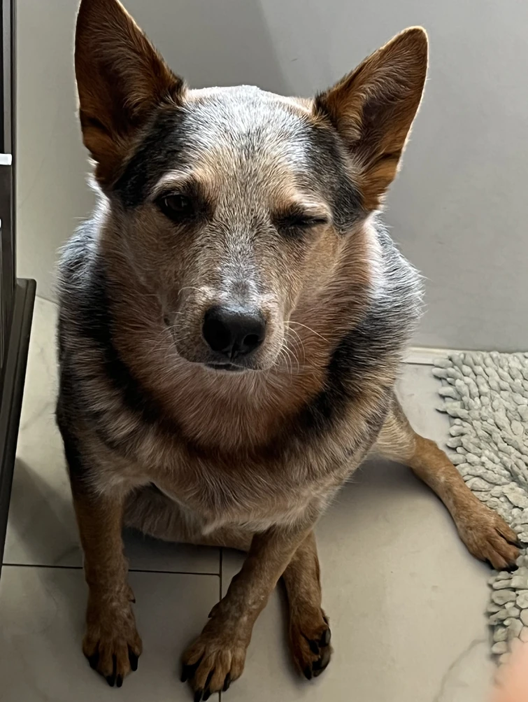 ugly rat dog | Fandom