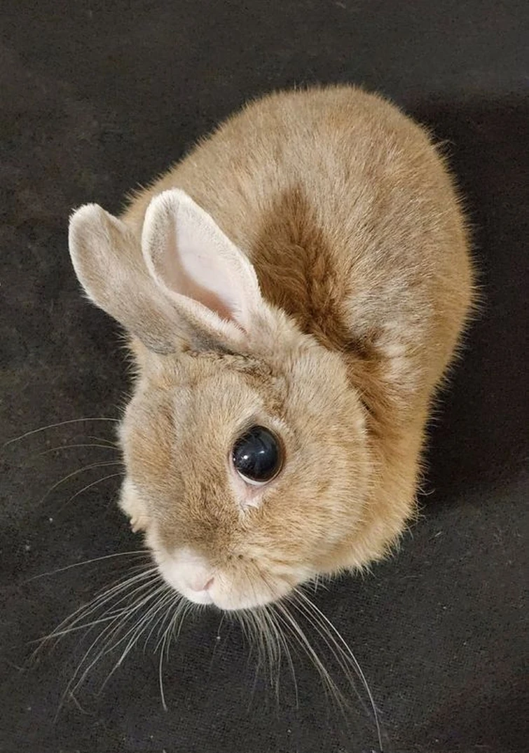 Bunny picture part tow | Fandom