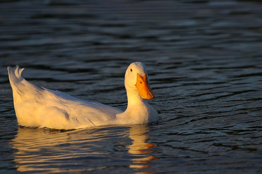 Today's dose of ducks #16 Sunset ducks 🌇🌞 | Fandom