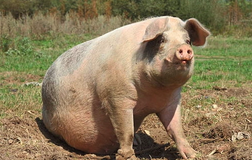 piggy? more like... biggy | Fandom