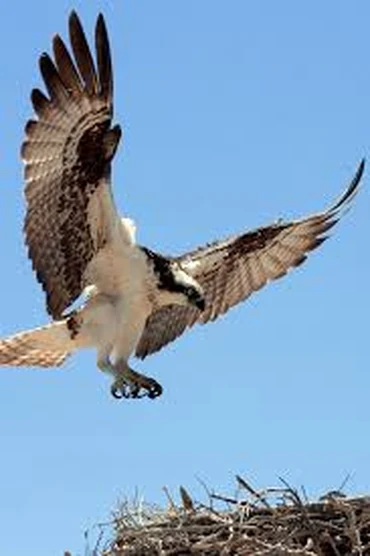 Discuss Everything About Feather Family Wiki | Fandom