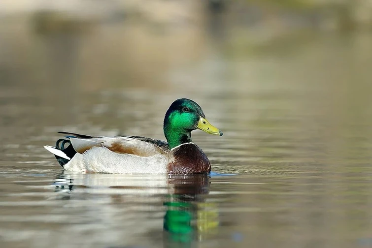 stop locking posts like you`re devesto you little artistry fan | Fandom