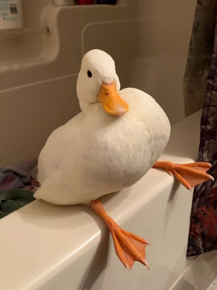 a duck | Fandom