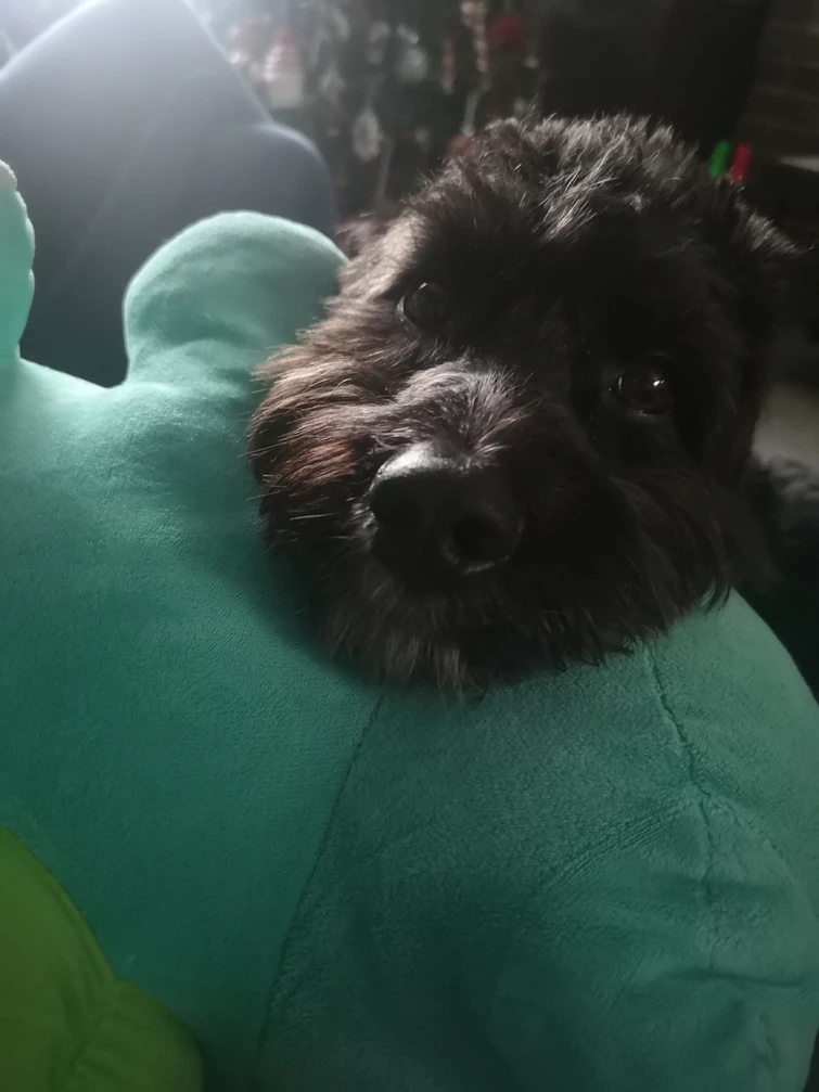 Pictures of my dog | Fandom