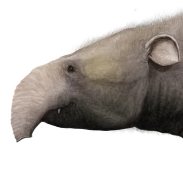 Dinopedia makes a Cenozoic Zoo game - Small Proboscidean (top 2 get ...