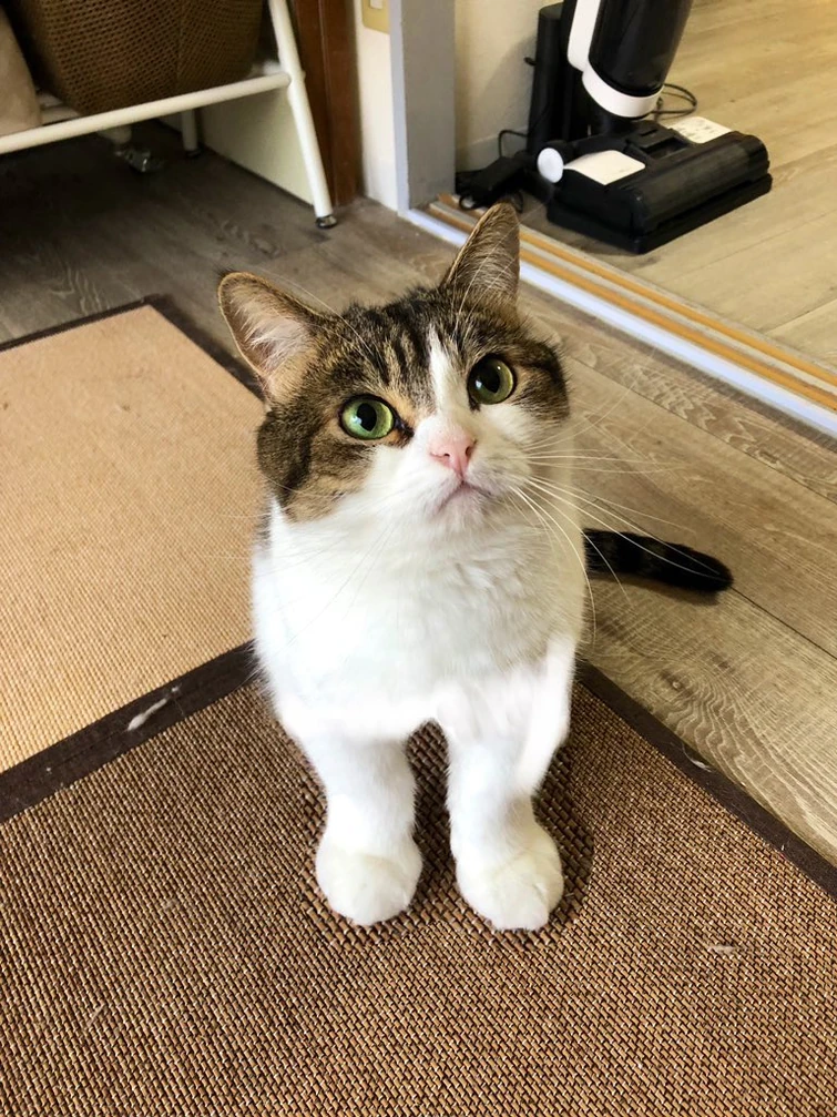 Cat with two legs! 🤯 | Fandom