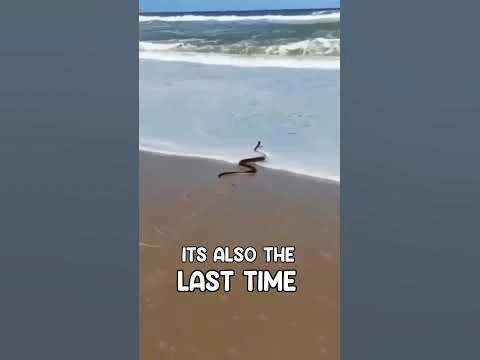 bye snake :( | Fandom