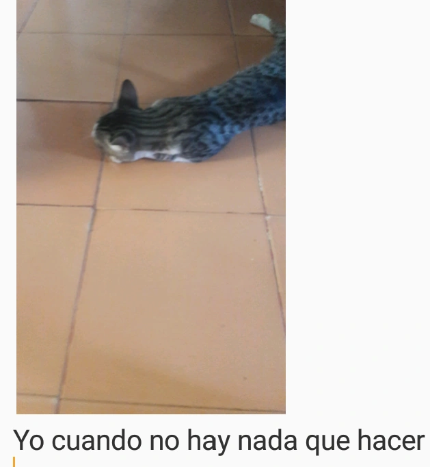 XD gatos meme xD | Fandom