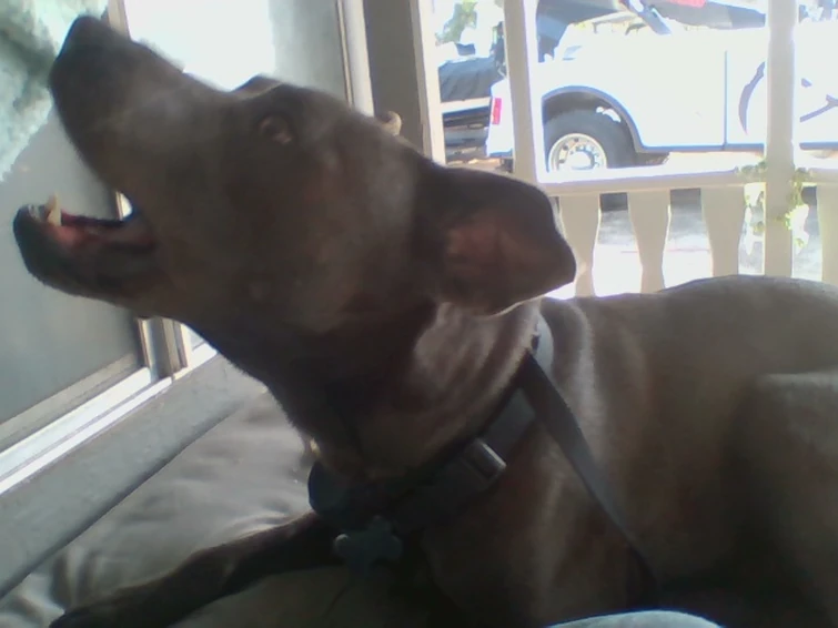 my dog- | Fandom