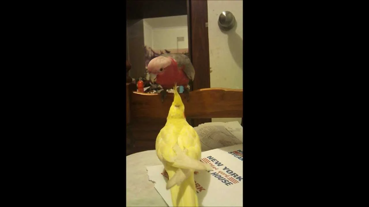 IRL Stella and Poppy | Fandom