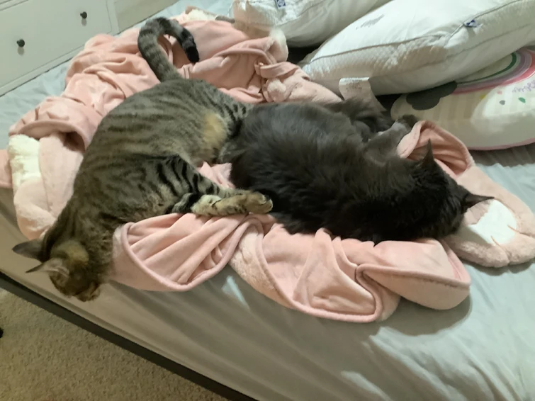 Raffle(closed) | Fandom