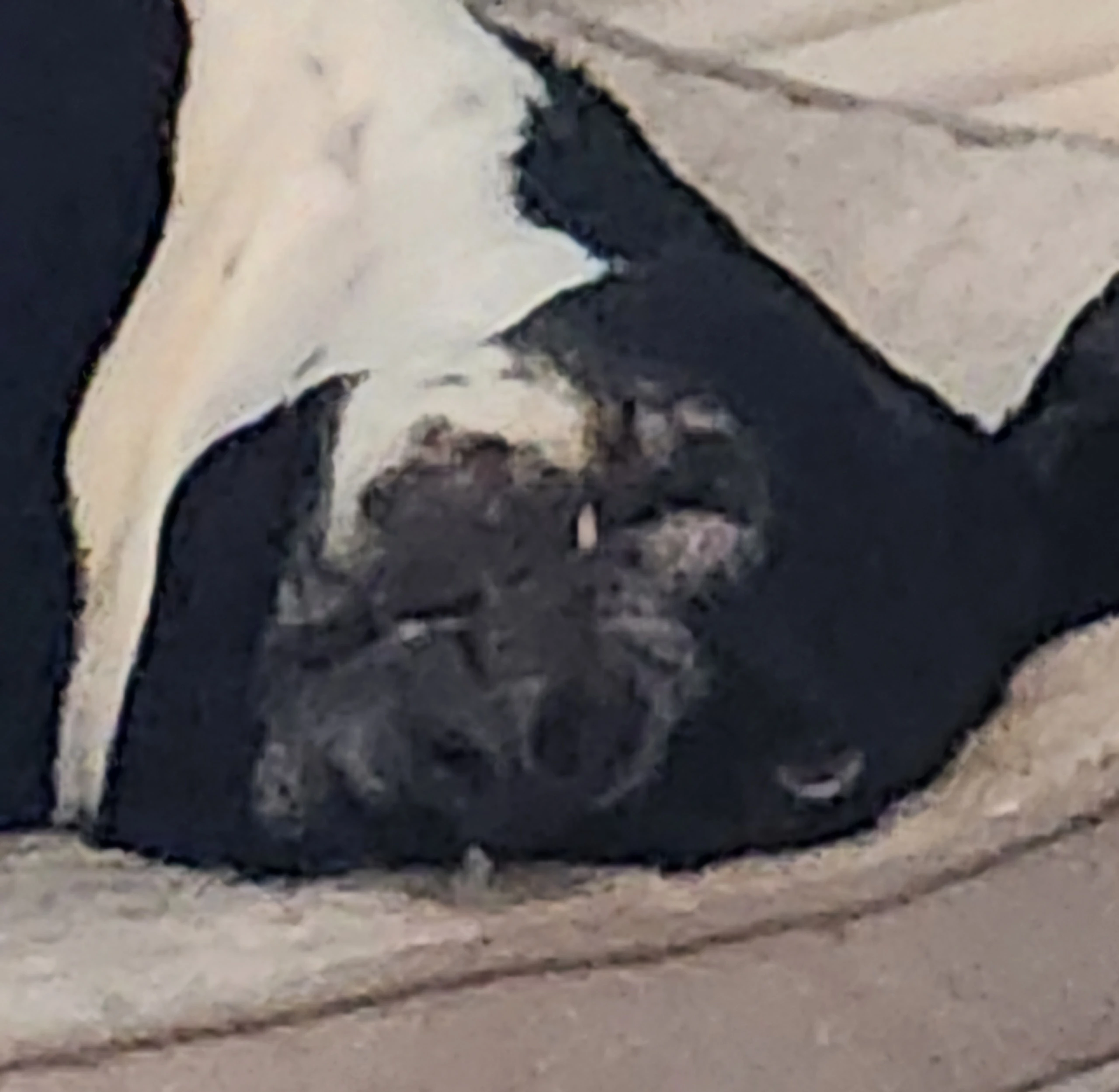 Buying Any Volk!! | Fandom