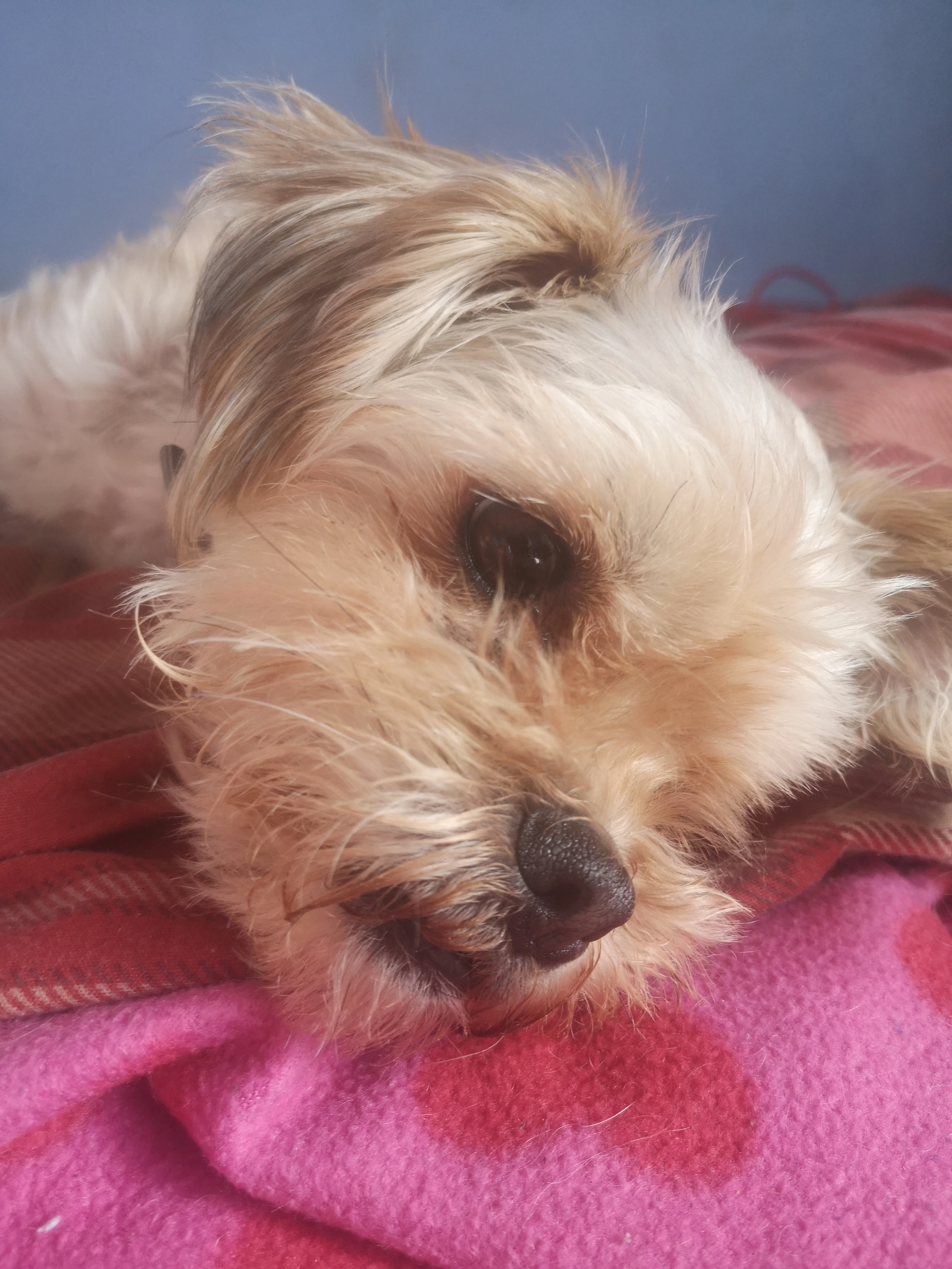 new dog! :D | Fandom