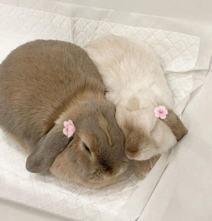 THIS PIC IS SO YAN AND NATHAN I'M SQUEALING- | Fandom