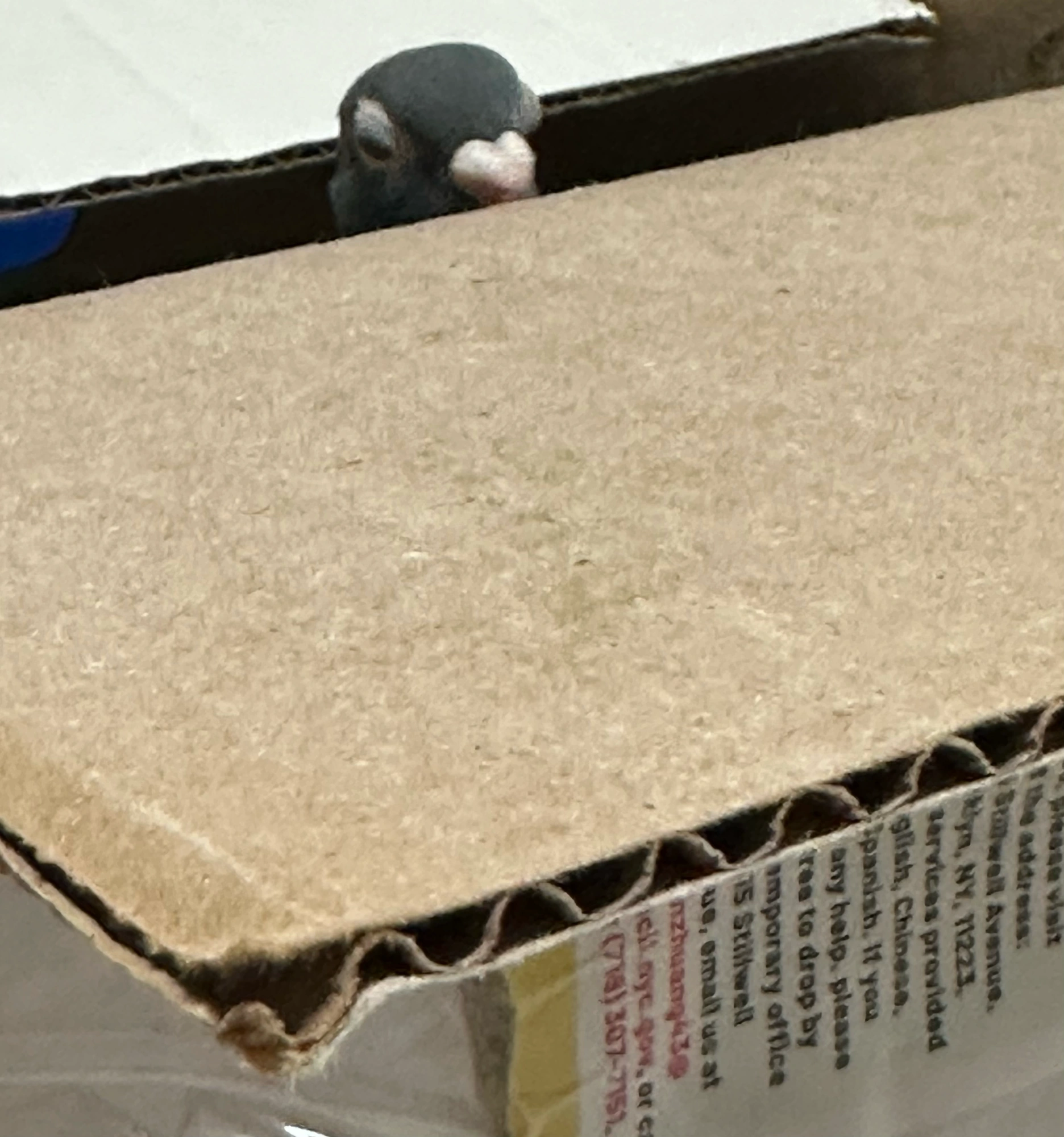 Buying shockwave ele offering 1.5mil(IGNORE DONT NEED ONE ANYMORE) | Fandom