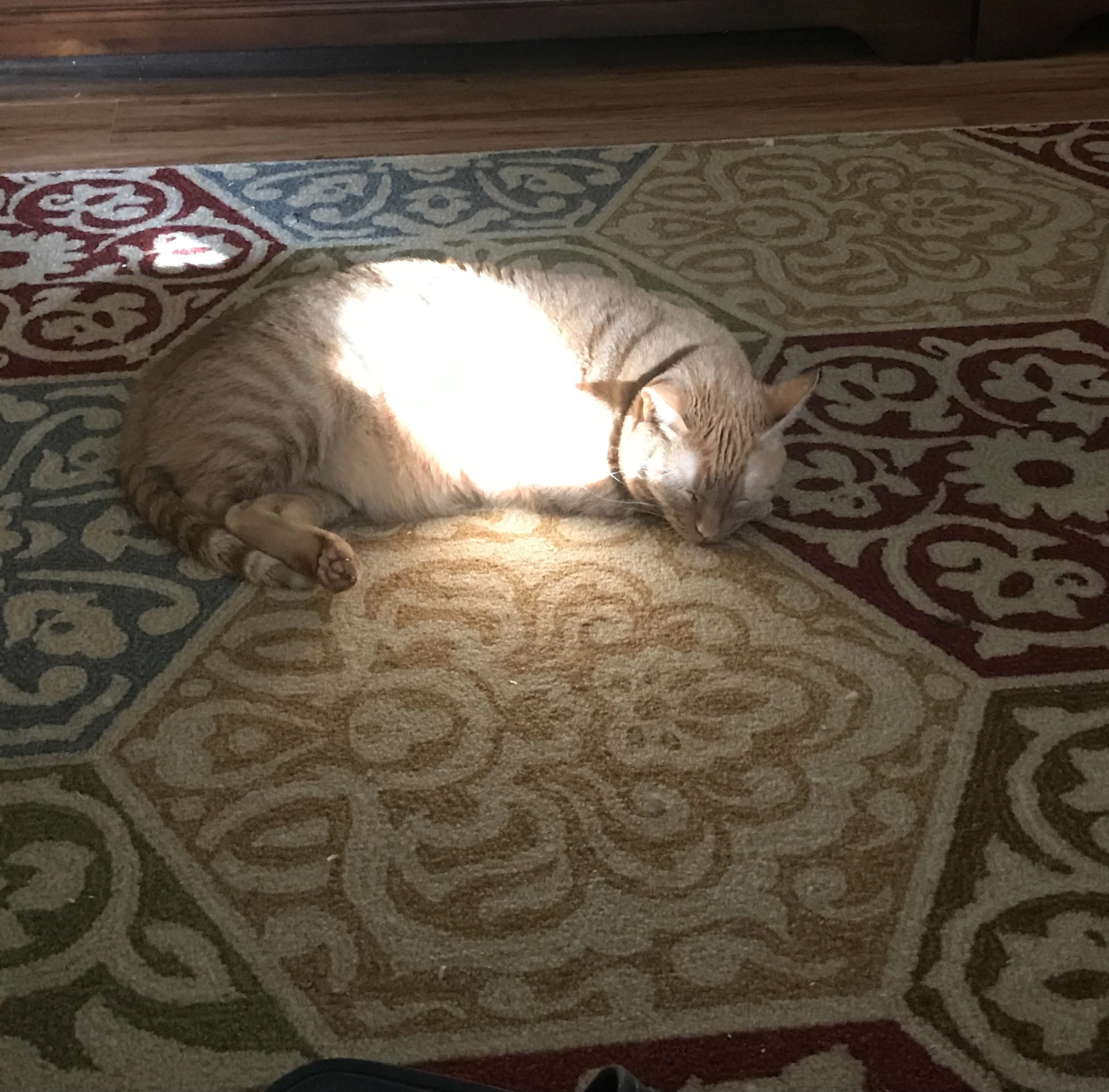 Daily Cat Image #324 | Fandom