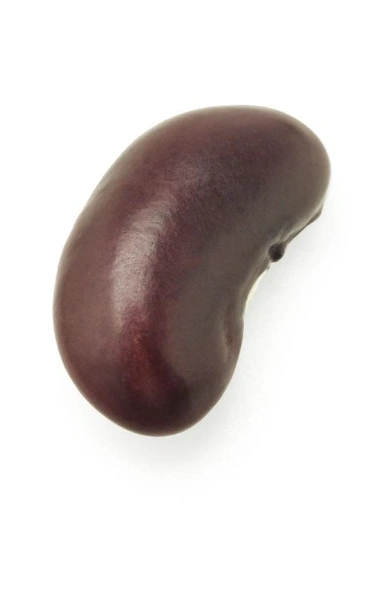 STOP CALLING CUTE CREATURES BEANS (RANT 😡😡😡😡) | Fandom