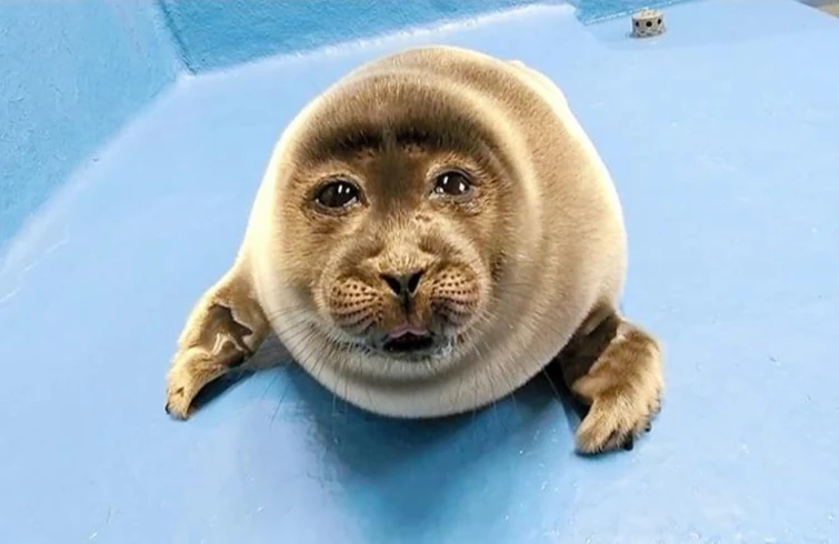 gimme seal image to turn into art featuring my bengon oc pebbles (I'll ...