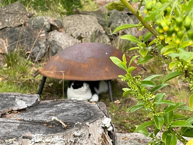 Discuss Everything About Dragon Adventures Wiki | Fandom