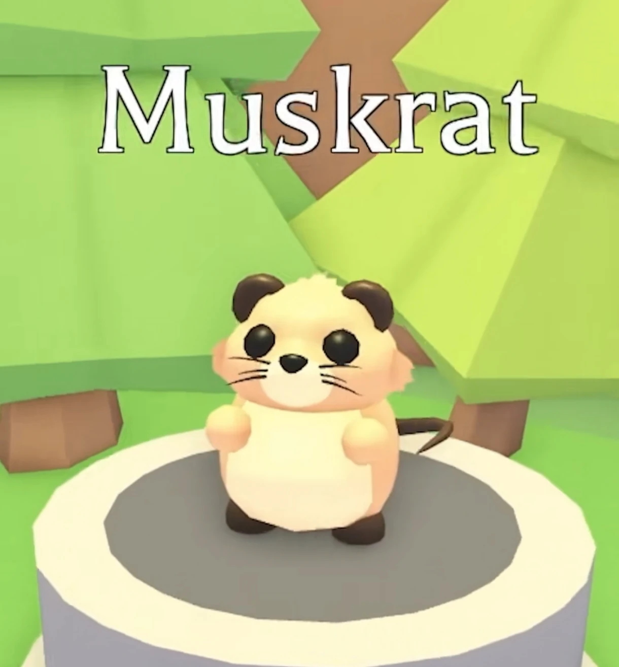 Muskrat | Fandom