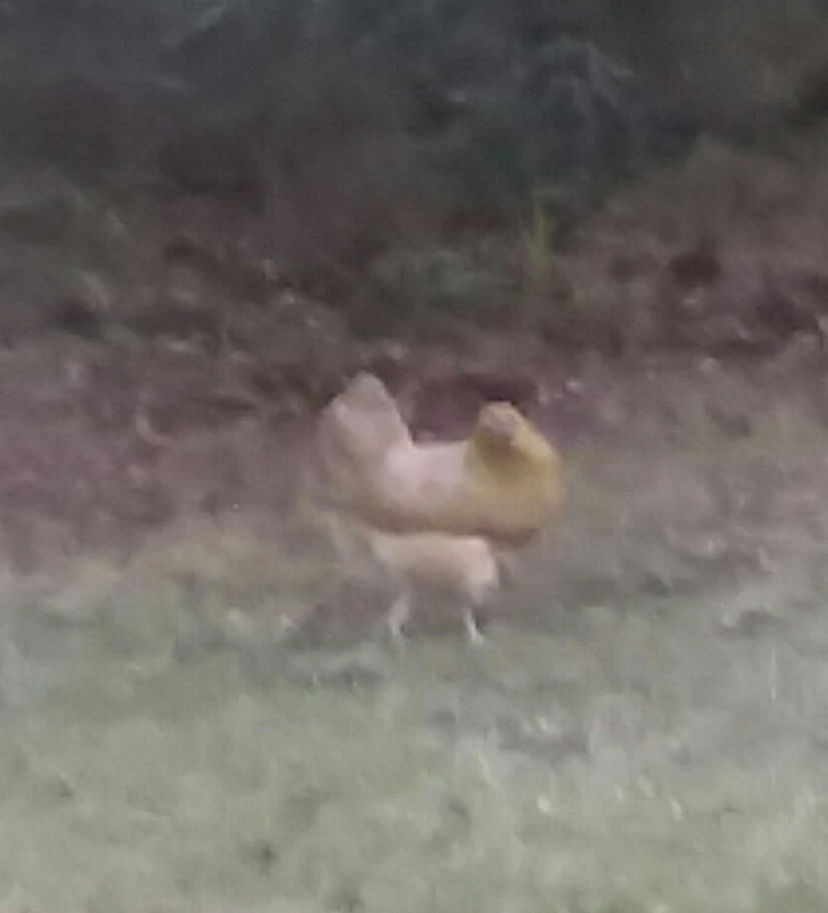 Chica Irl | Fandom