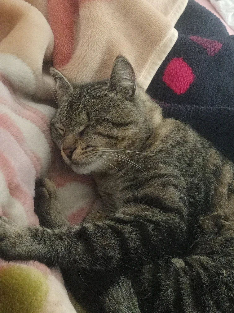 Let's introduce our pets! I'll start | Fandom