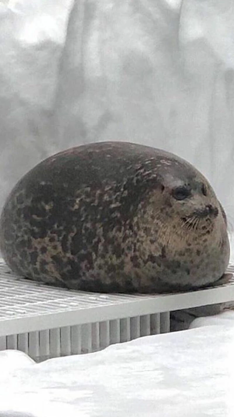 why did adopt me add ribbon seals but not these cuties | Fandom