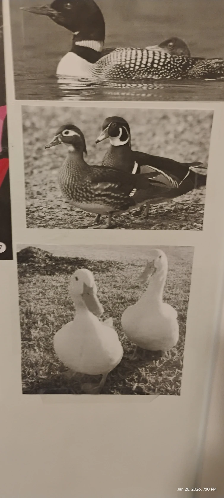 My duck wall. What do I add next? I got common loon, wood duck, and ...