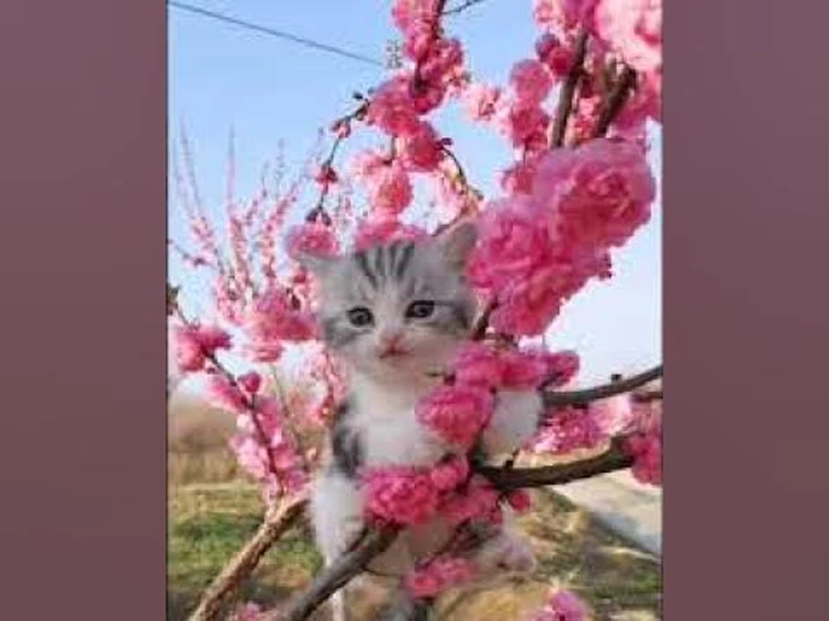 mew | Fandom