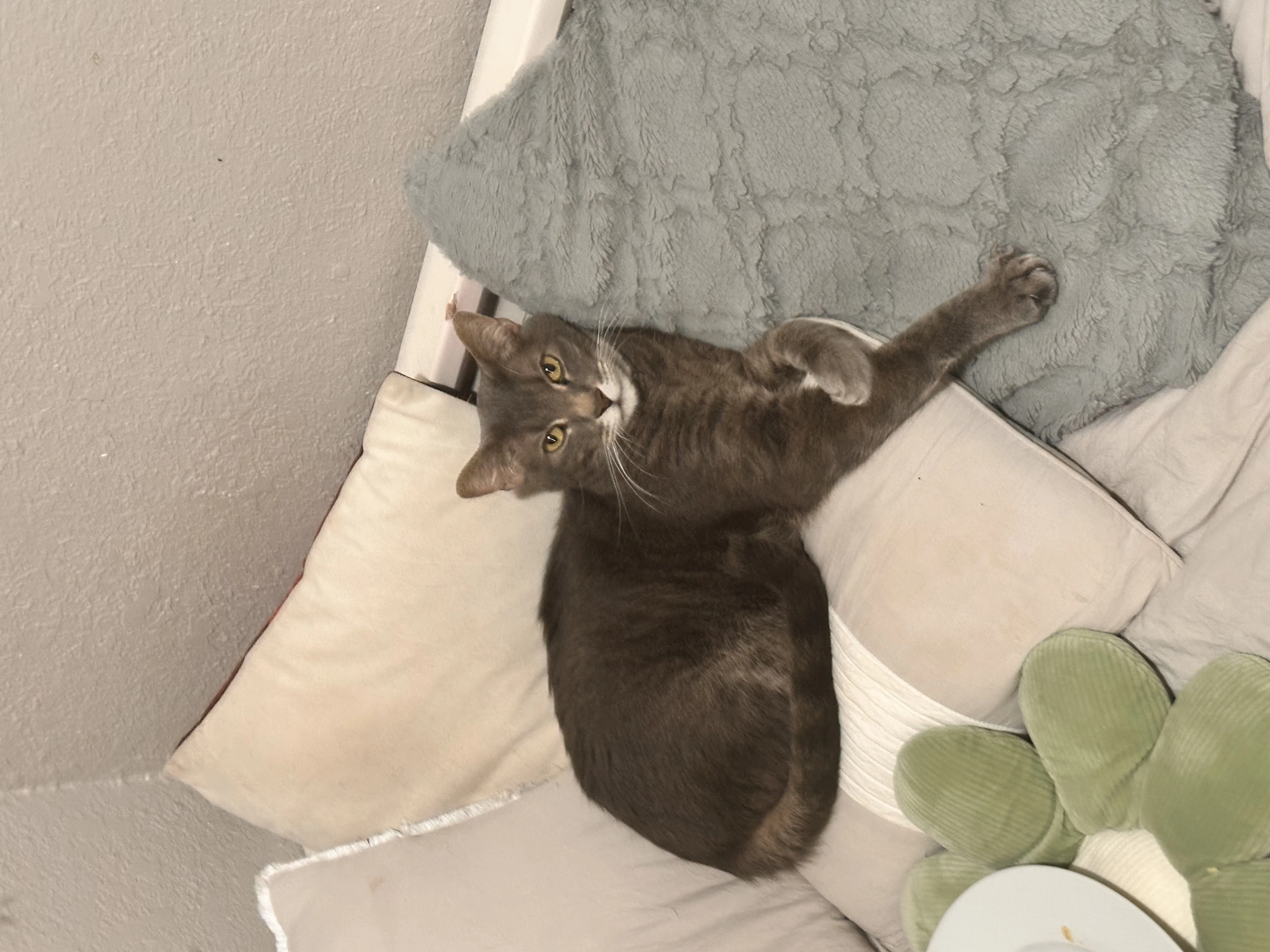 showing you all my cats bc i love tbem and more people need to see them ...