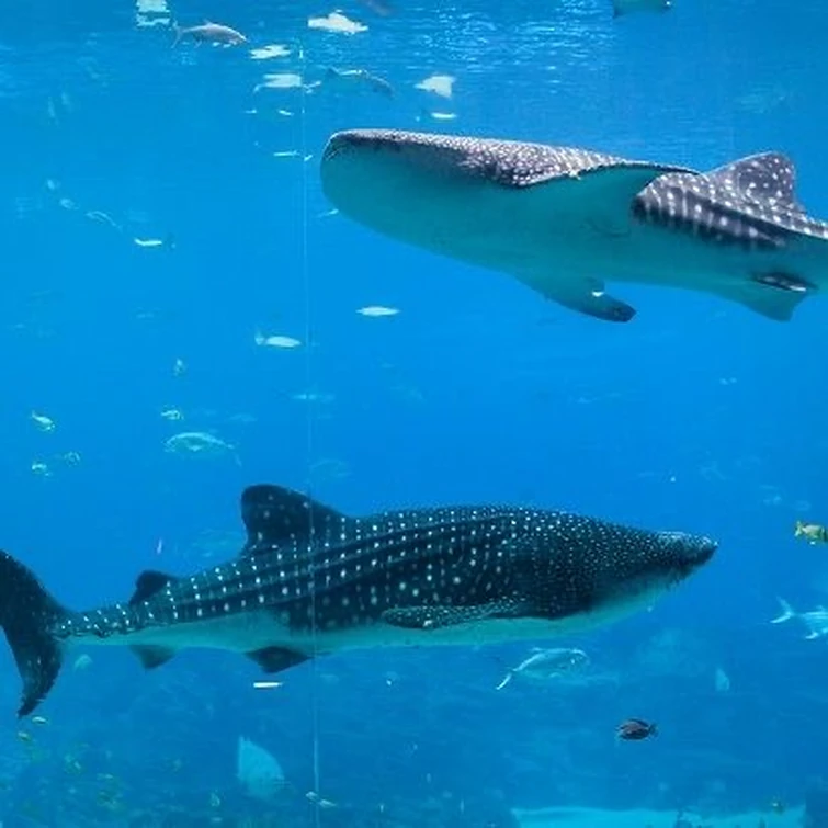 more whale shark images because theyre goofy and i love them | Fandom