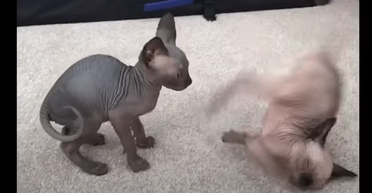 frost relay sets are horribly broken | Fandom