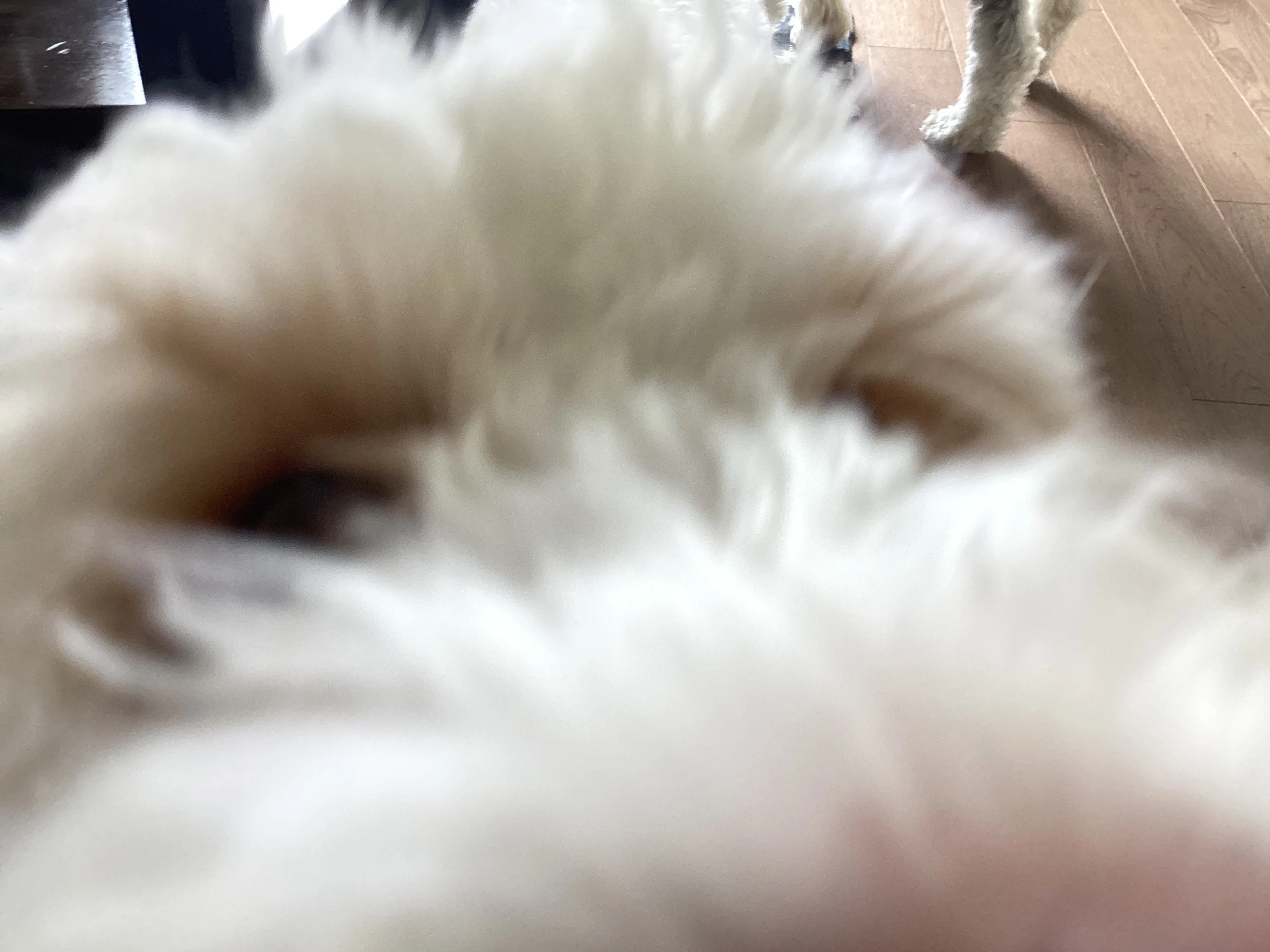 IM DOGGO SITTING FOR THIS ADORABLE DOGGOOO | Fandom