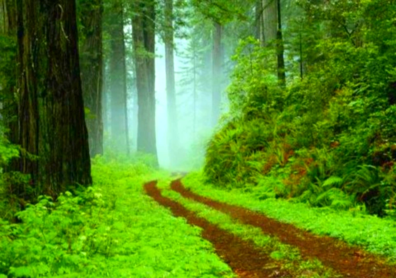 Just a normal image of a forest. | Fandom