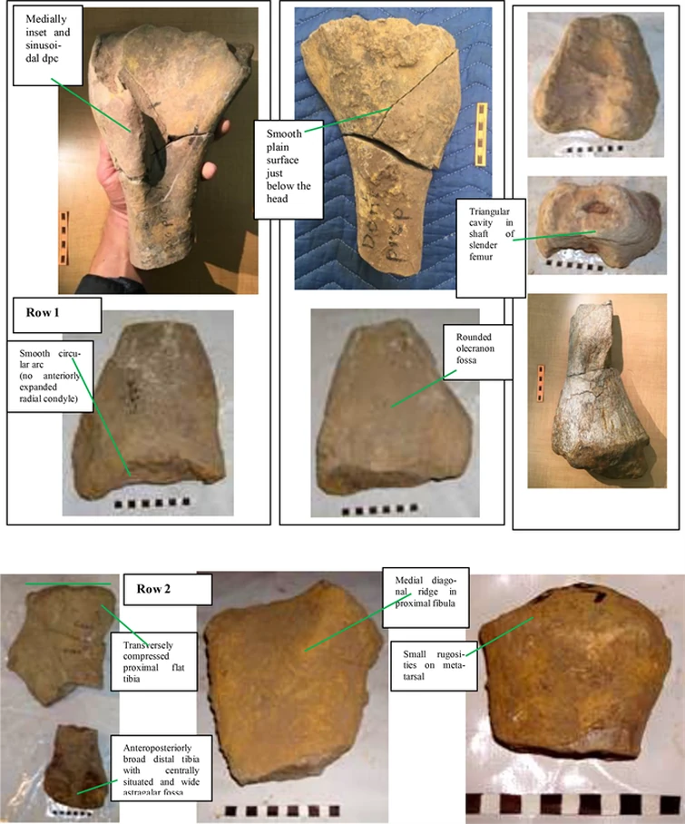 Discuss Everything About Dinopedia | Fandom