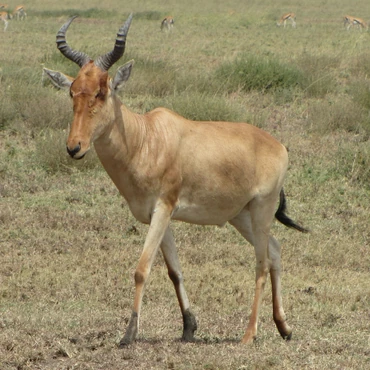 Discuss Everything About Dinopedia | Fandom