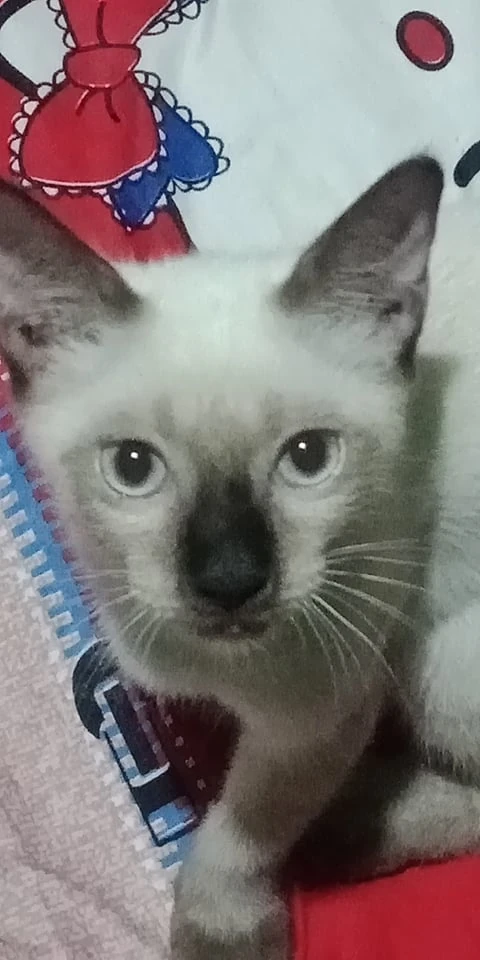 Information about my cats bc y not? | Fandom