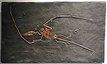 Discuss Everything About Dinopedia | Fandom
