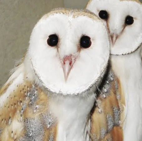 Scary ass owl image! | Fandom