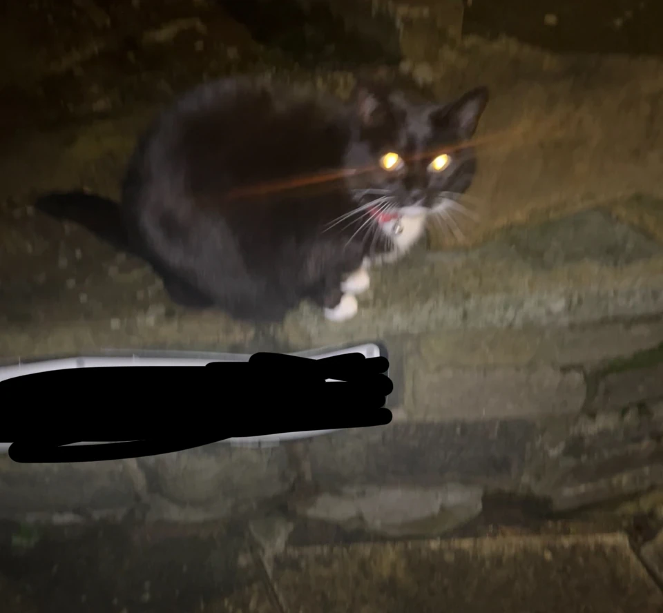 scary fatass cat | Fandom